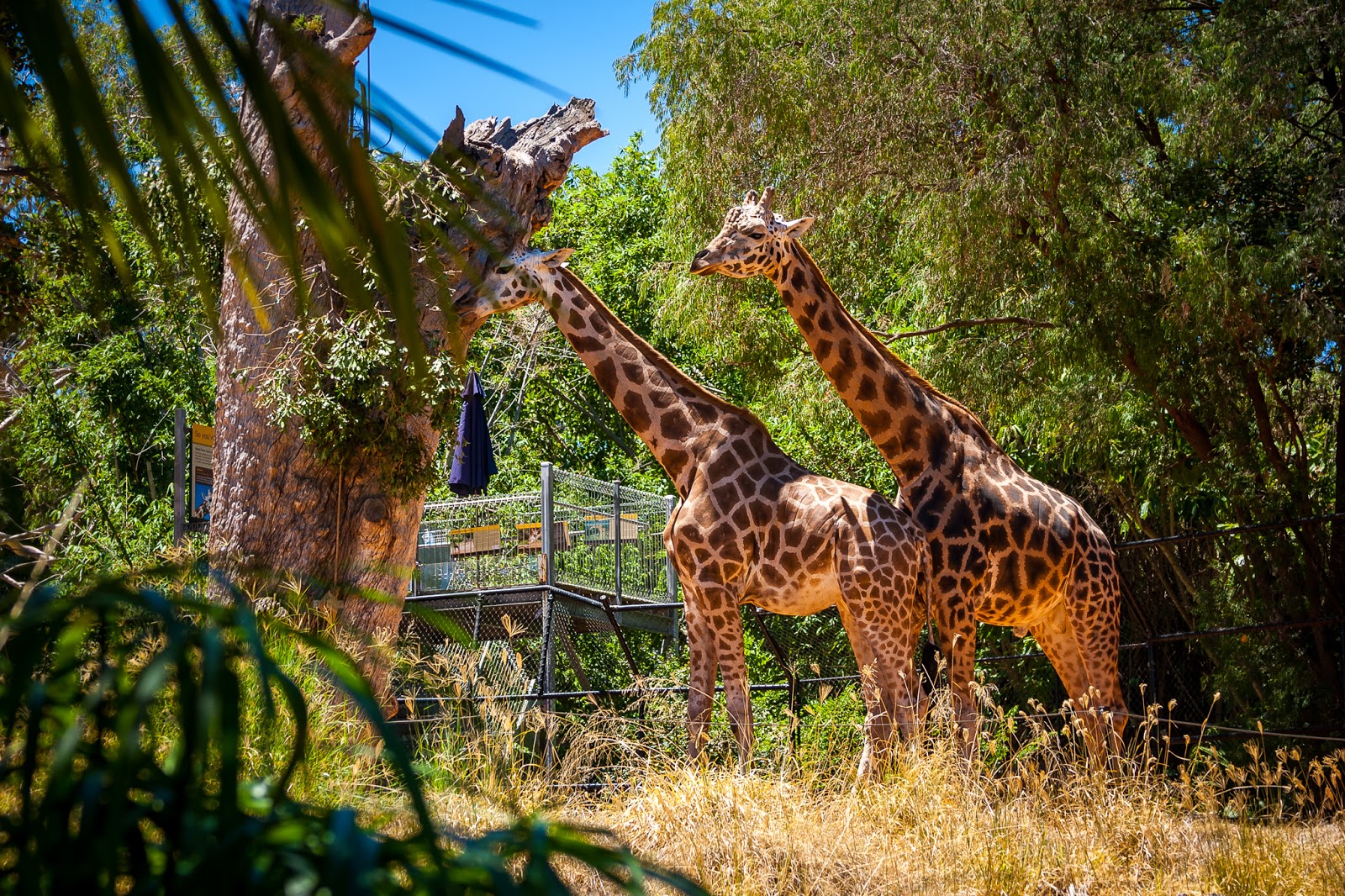 Random Lights Photography: Perth Zoo