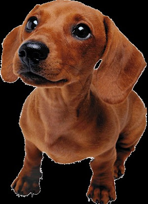 Semeando Palavras: O cão