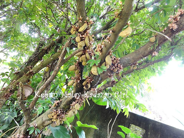 Kebun Malay-Kadazan girls: April 2013