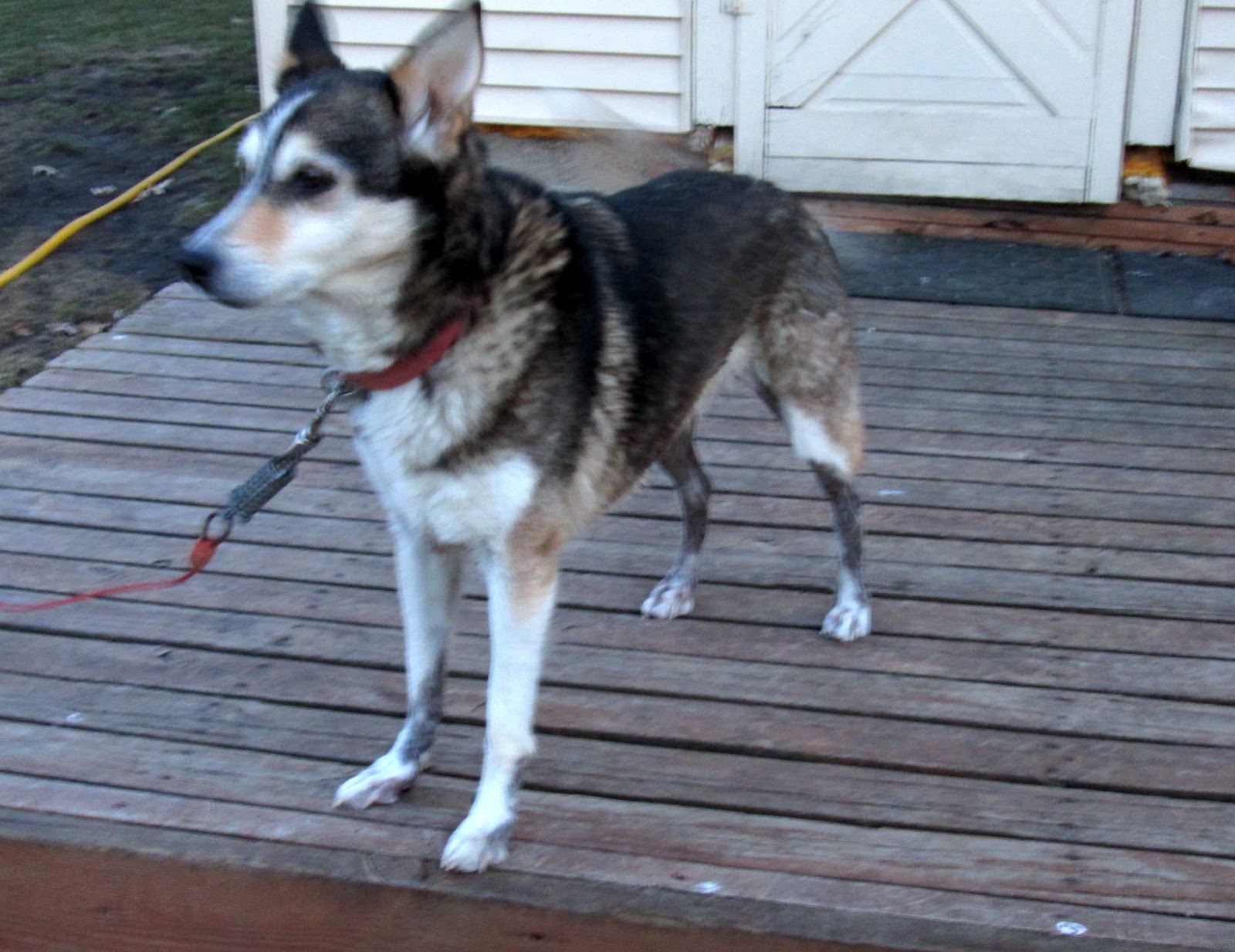 This Little House of Mine: Bookcase Makeover Part 2: They're DONE!