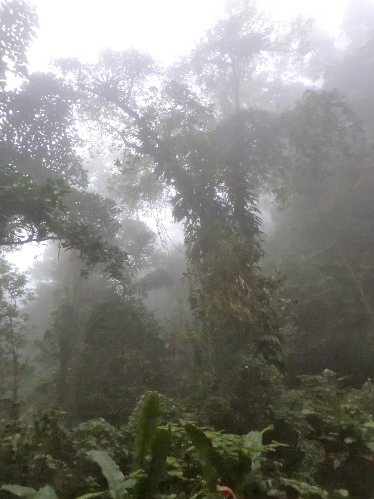 Postales de AYRE Venezuela: ¿Conoces el bosque nublado del Parque ...