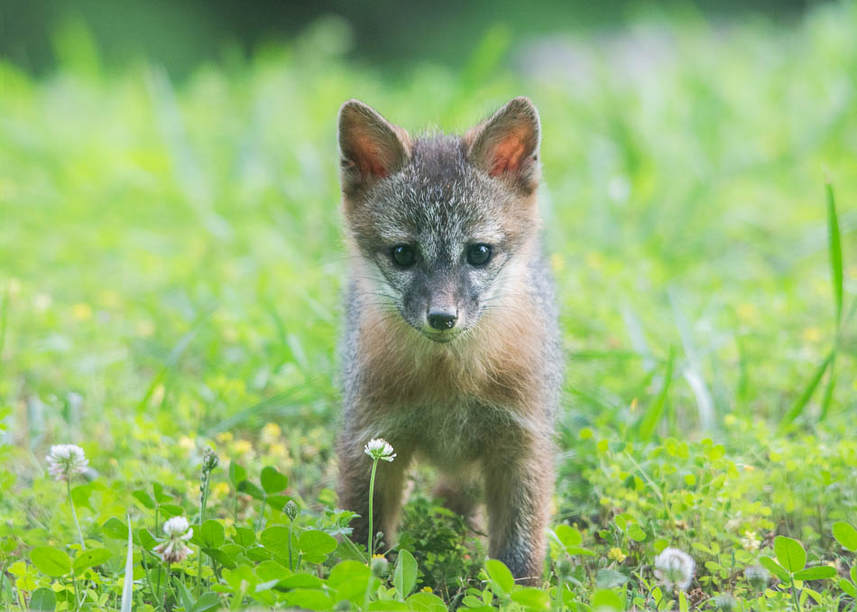 Ozark Grace: Ten Seconds