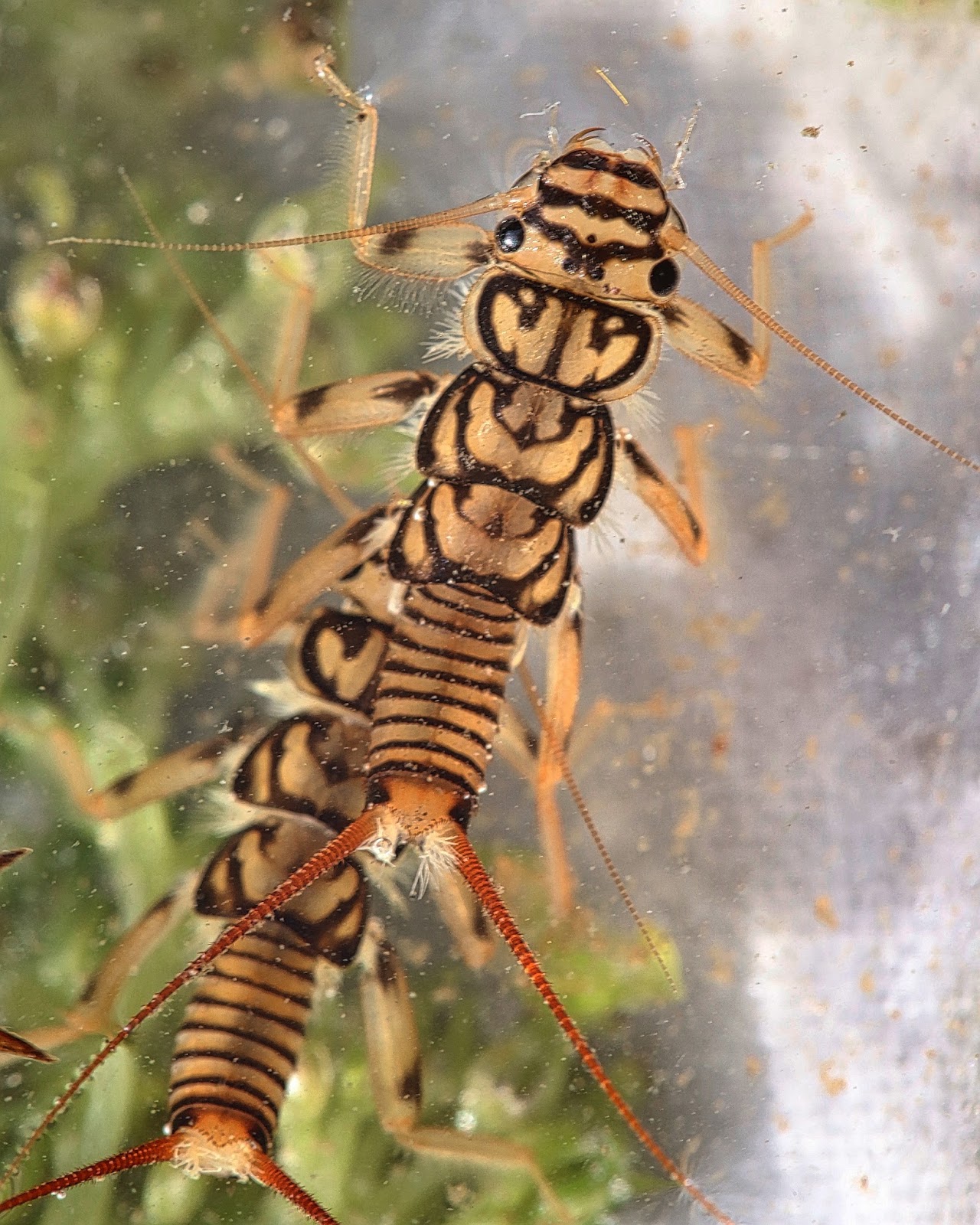 Aquatic Insects of Central Virginia: October 2016