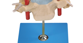 Torso Model Tulang Leher dengan Sumsum Tulang Belakang - Toko Medis ...