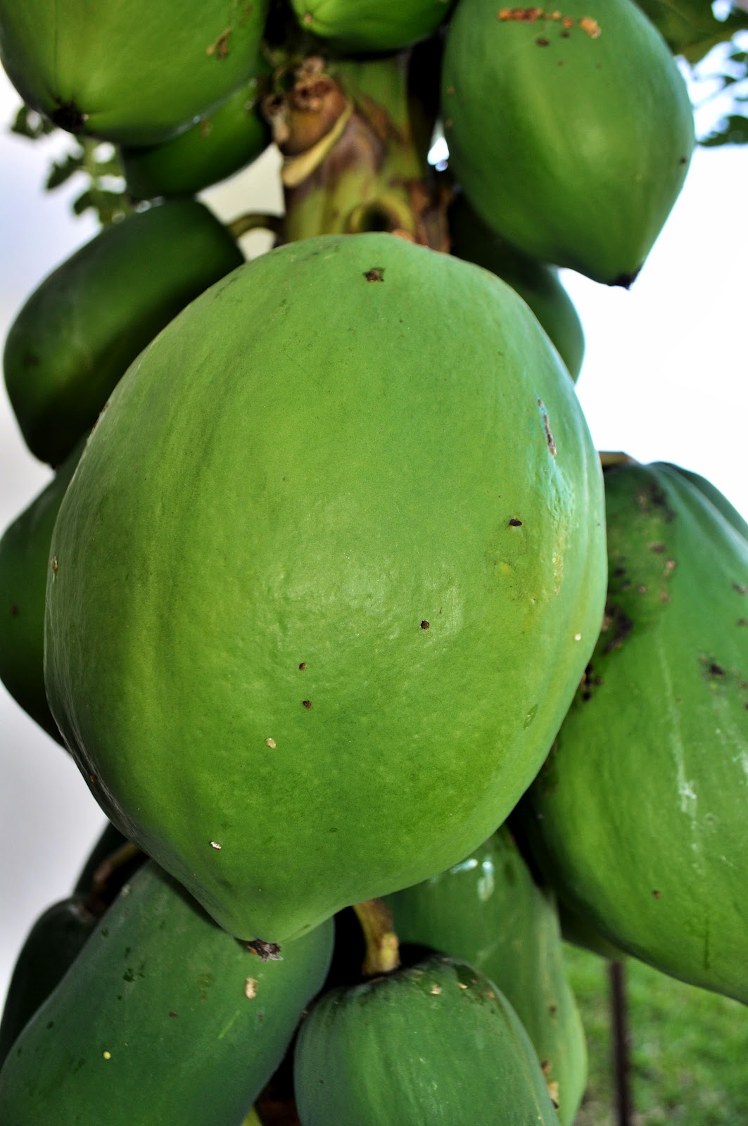 Hortas organicas e alimentacao saudavel.