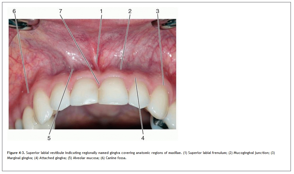 Anatomi Gingiva ~ Muhammad Hamzah
