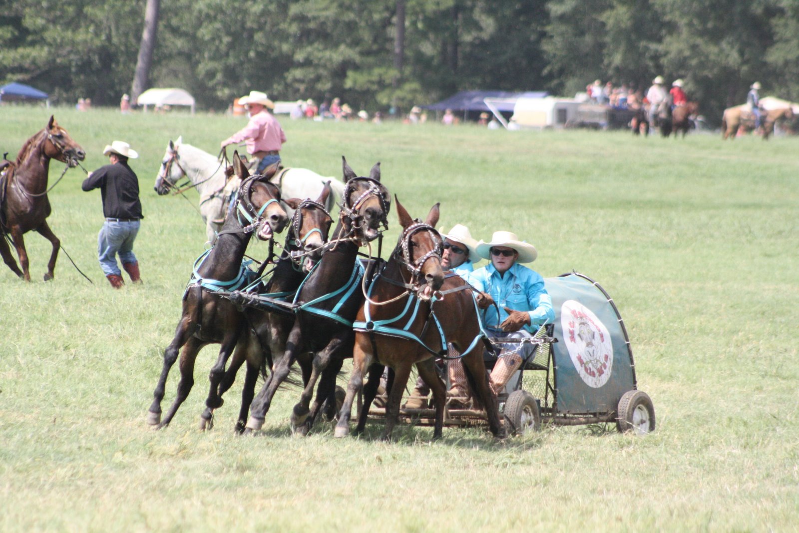 PairADice Mules: National Champion Chuckwagon Races Friday's 4Up Mule Race