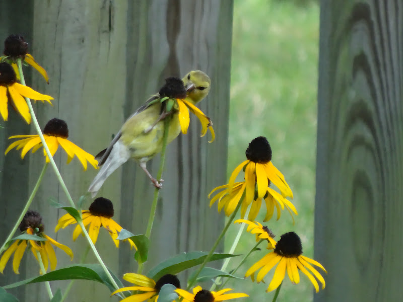 Love, Joy and Peas: Yellow Finch Feeding on Black Eyed Susan Flowers ...
