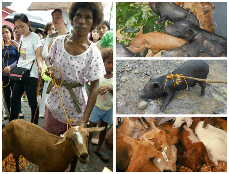 VIDES PHILIPPINES: Livelihood Project: VIDES Awards 25 Piglets and 25 ...