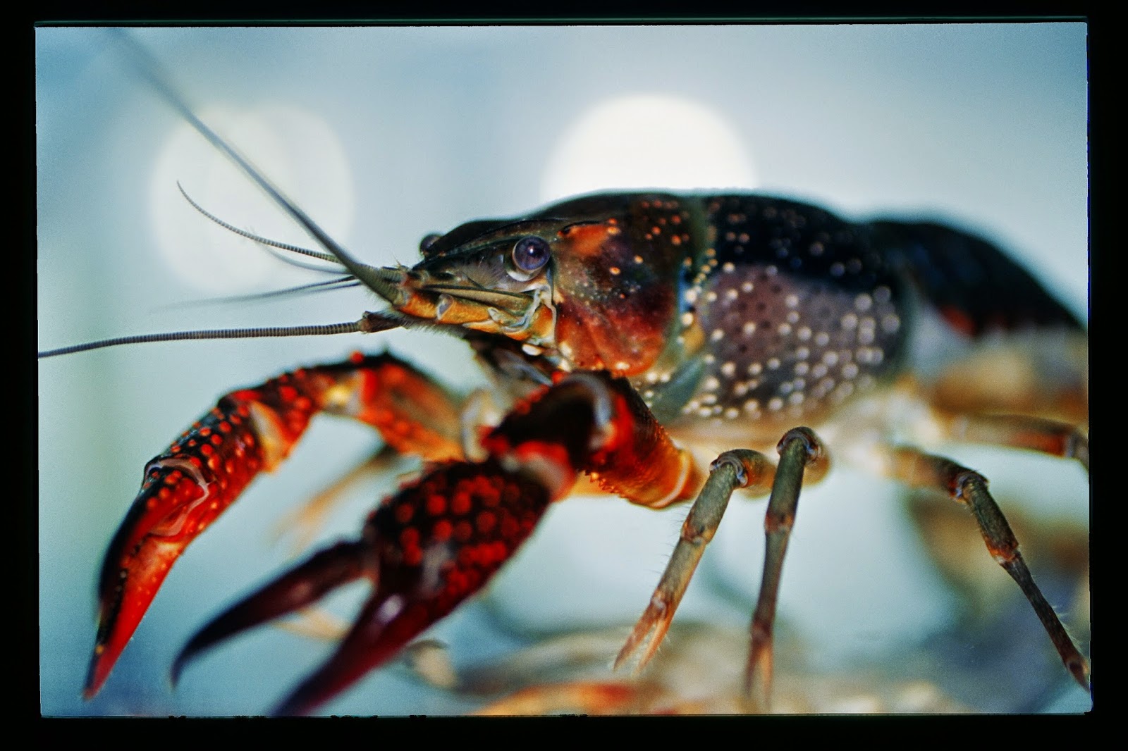 Virginia Fishes: Baby crayfish - video