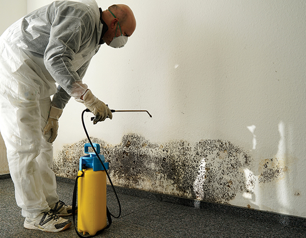 Ecofriendly: Mold Pollution