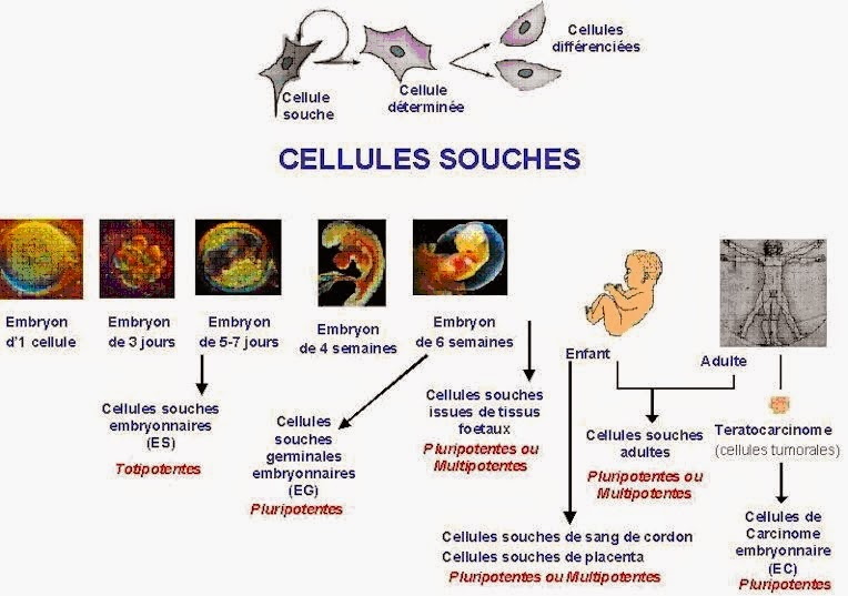 Définition des cellules souches | Bio faculté