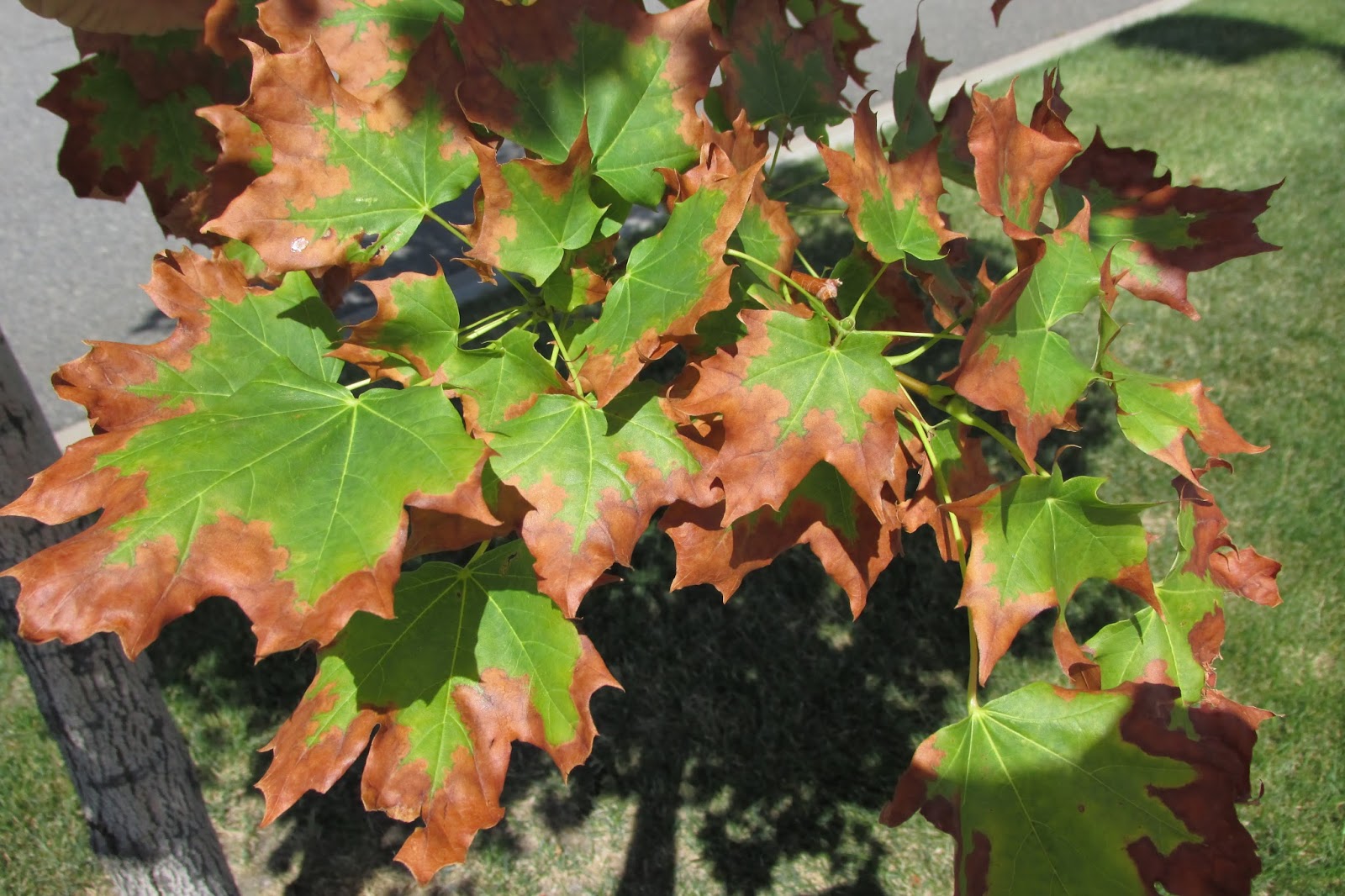 Tagawa Gardens: Do your trees have leaf scorch?
