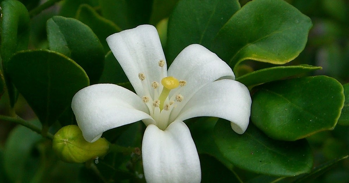 9 Benefits of Orange Jasmine for Health and Beauty - RepFire1