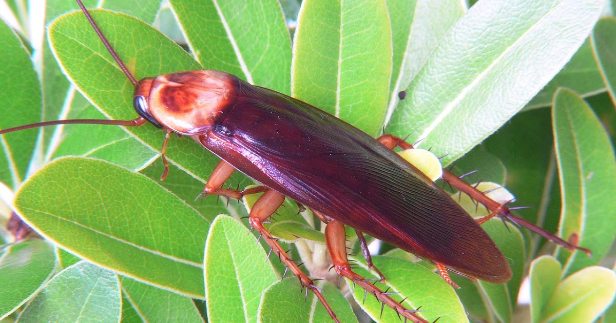 Nombre científico de la Cucaracha | Eliminando Plagas