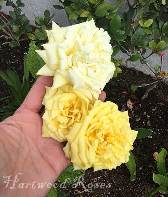 Hartwood Roses: Beautiful Bermuda