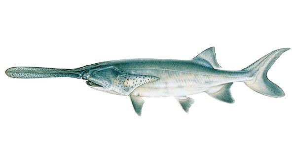 Chinese Paddle Fish, Ikan Memble Yang Terancam Punah - Green Sharks