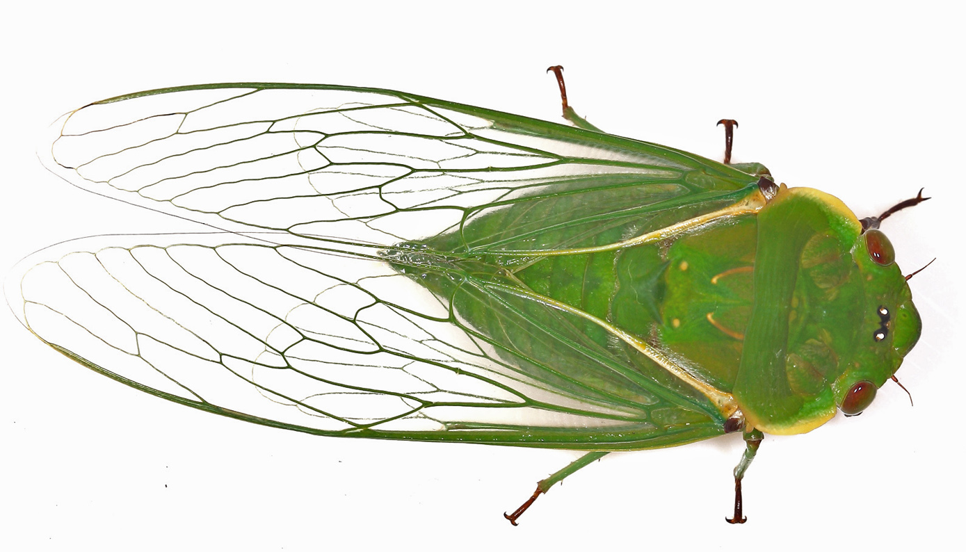 BunyipCo: They've Started!