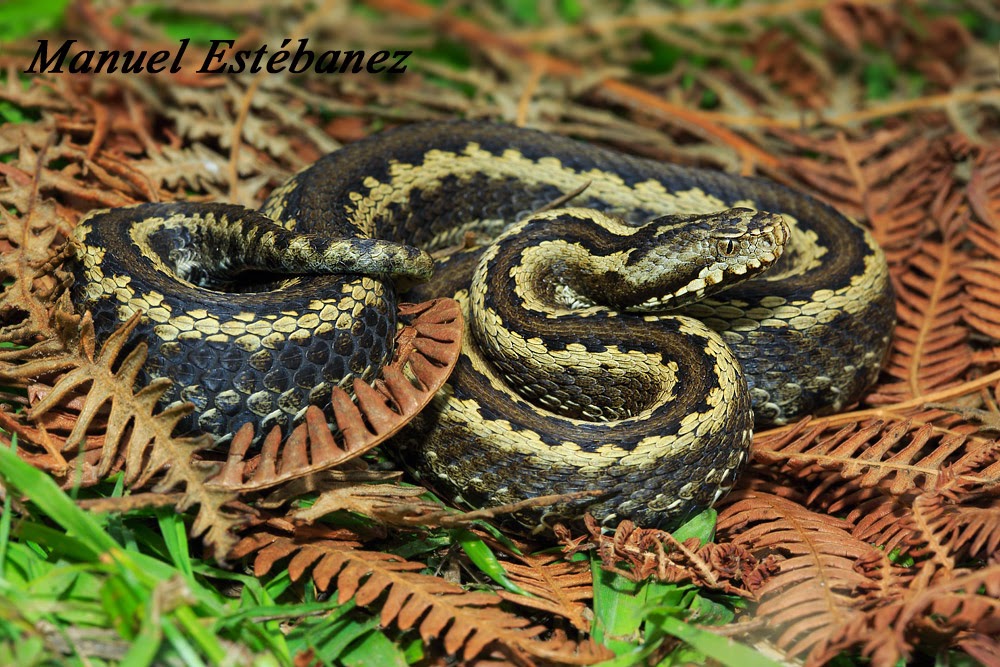 Miradas Cantábricas: Víbora de Seoane o cantábrica (Vipera seoanei ...
