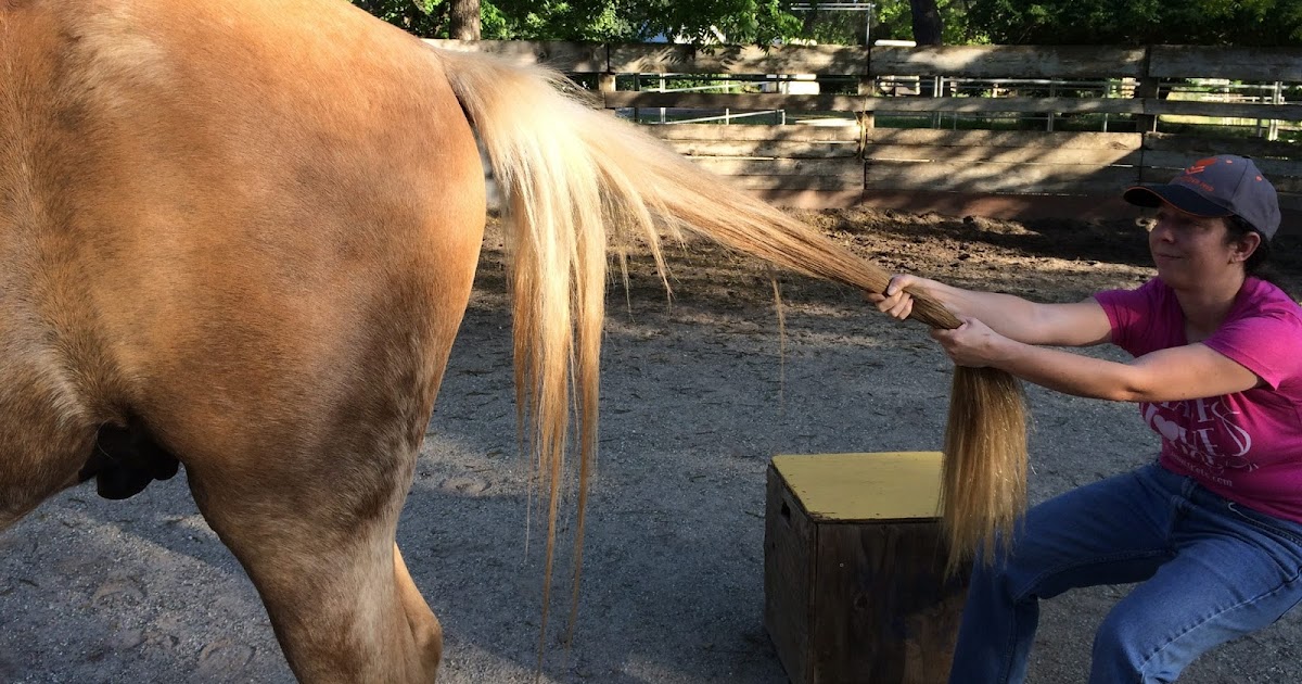 The Centauride: Yoga for Horses - The Tail Pull