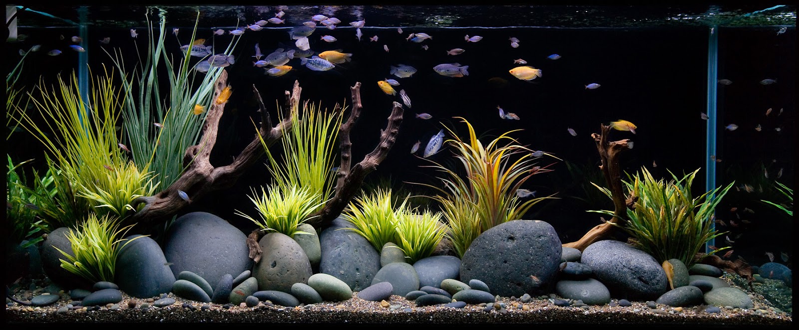 Tropical Freshwater Aquarium Guide