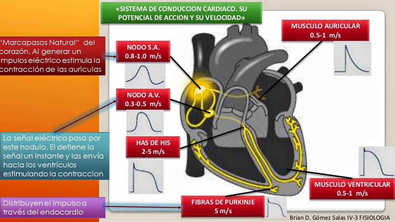 Fisiología Basica de Rafael Oswaldo Pacheco I.: SISTEMA DE CONDUCCION ...