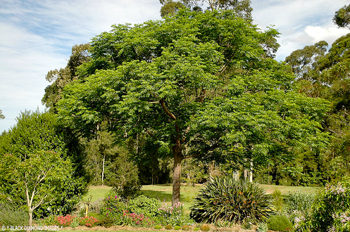 Greek Mythology in Contemporary Form: Ash Tree Nymphs - Meliae