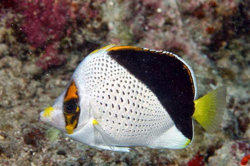 Hawaiian Butterflyfish