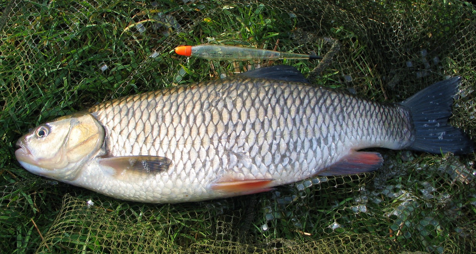 A Specialist Anglers Diary: River Soar chub angling