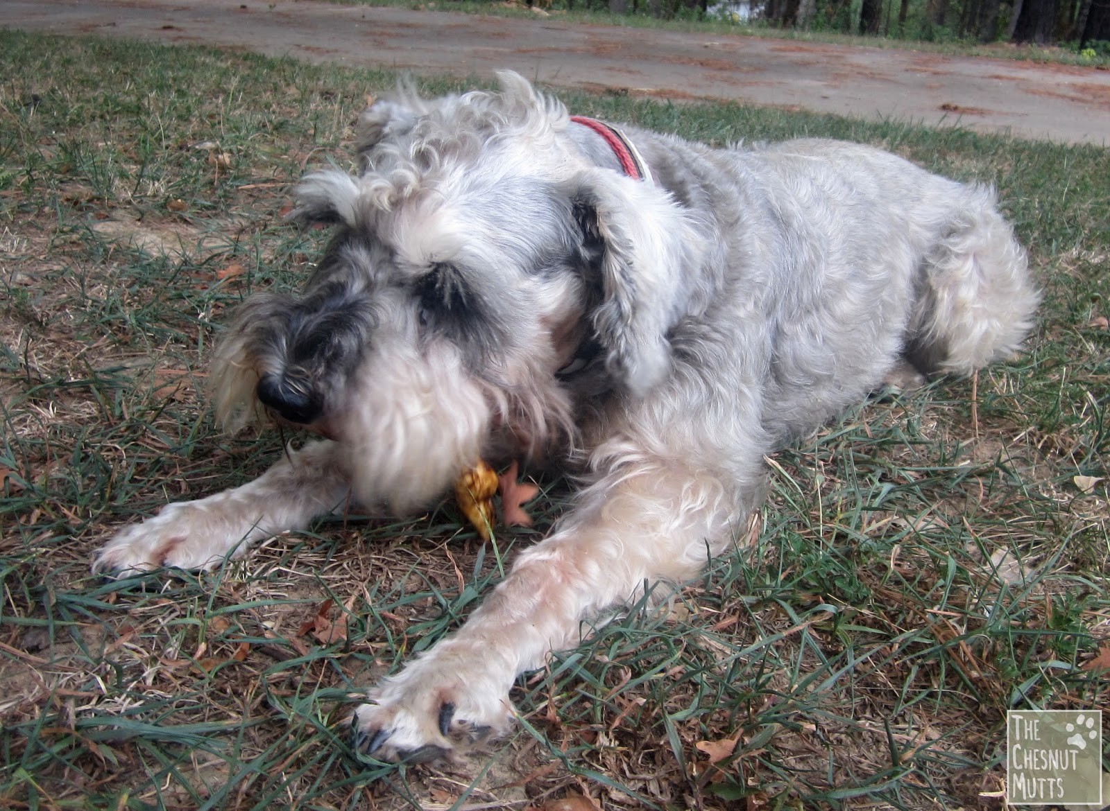 Review and Giveaway: Redbarn Woolly Bullies | The Chesnut Mutts