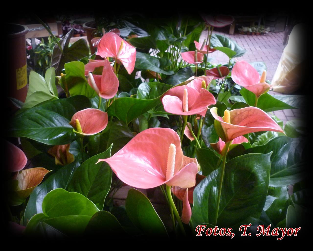 Flores y plantas silvestres: " Anthurium ". Anturio. Colas.