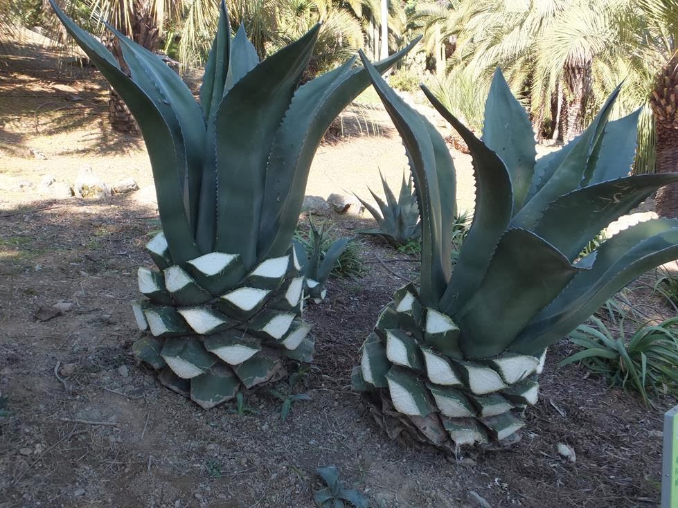 Blue Agave Pineapple