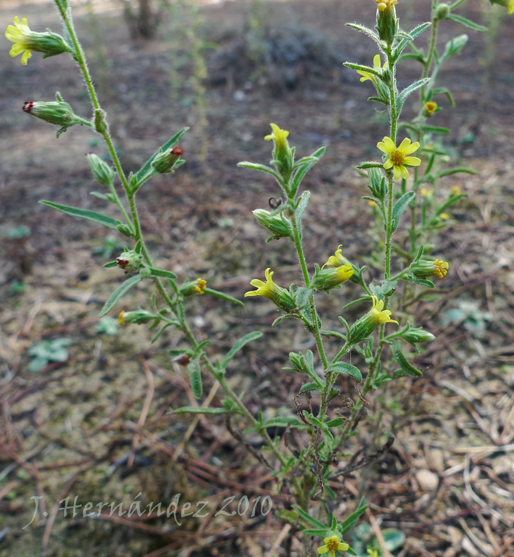 Florula gaditana: Dittrichia graveolens