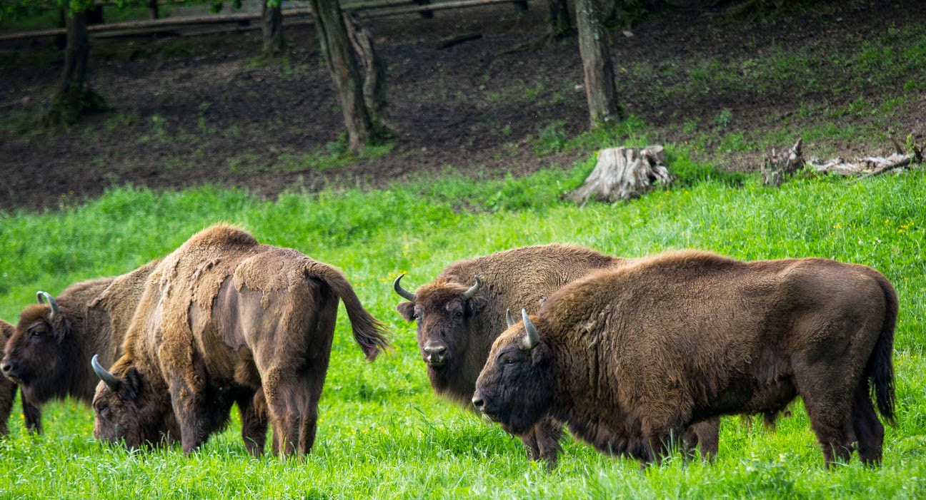 Amazing Romania: BISON RESERVATION - Hateg Town