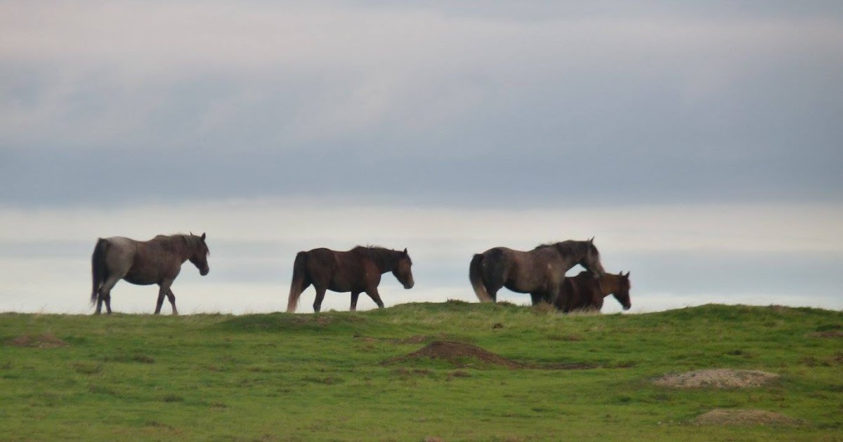 Chasing Horses: 10/6/2016