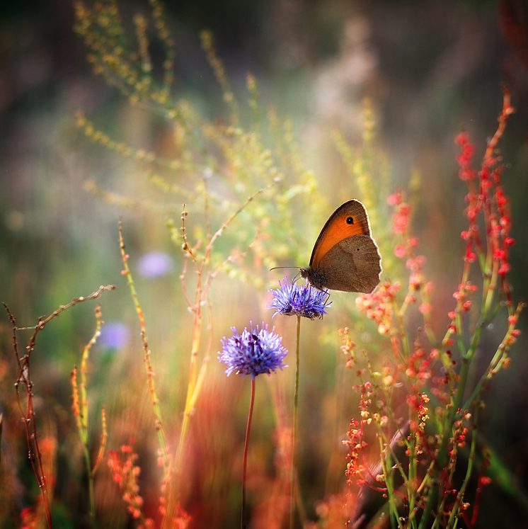 Jen Kapp's online Art Journal