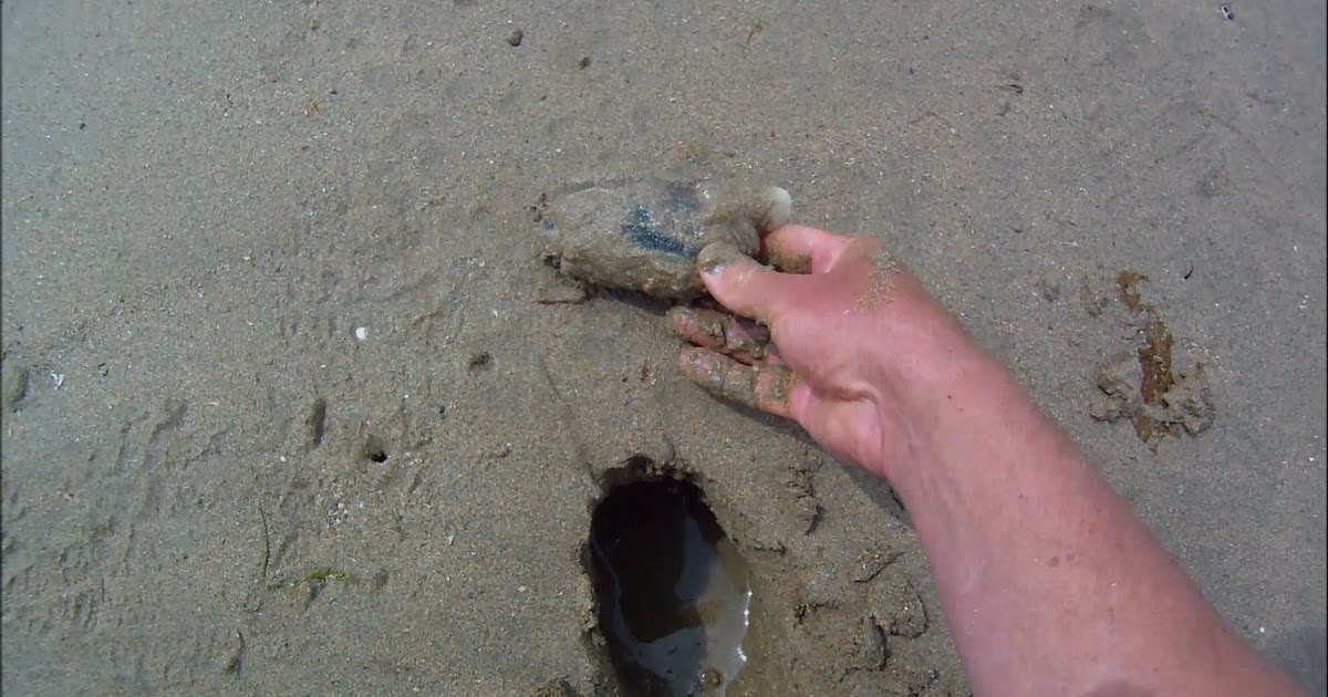Cornish Shore and Kayak Fisherman: How to Dig Sand Gaper Clams by Hand ...