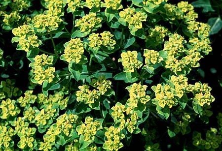 Maleza de Hoja ANCHA ~ Agronutrientes