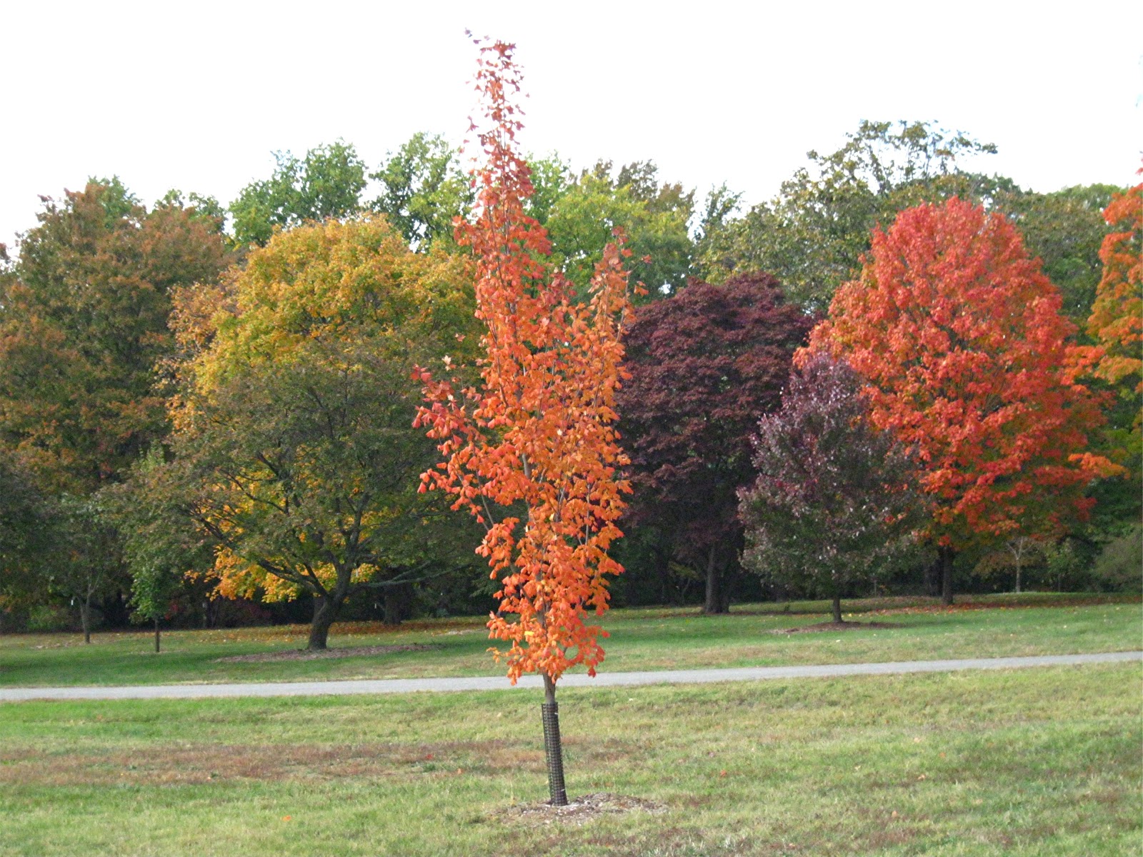 1003 Gardens: Acer saccharum 'Reba' Belle Tower....a very nice upright ...