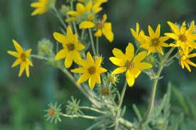 Lets see what are the meanings of yellow Flowers in flower's language ...