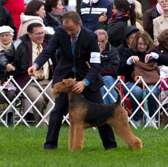 DOG SHOW POOP: 2013-05-19