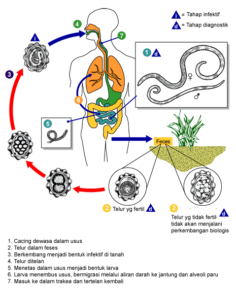 Siklus Hidup Ascaris Lumbricoides (Cacing Perut)