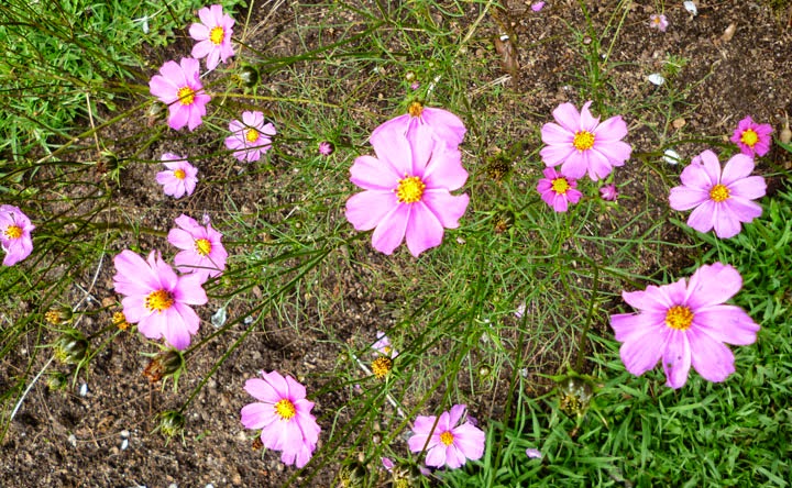 Pink Cosmos - Ata Pethiya | SL Flora