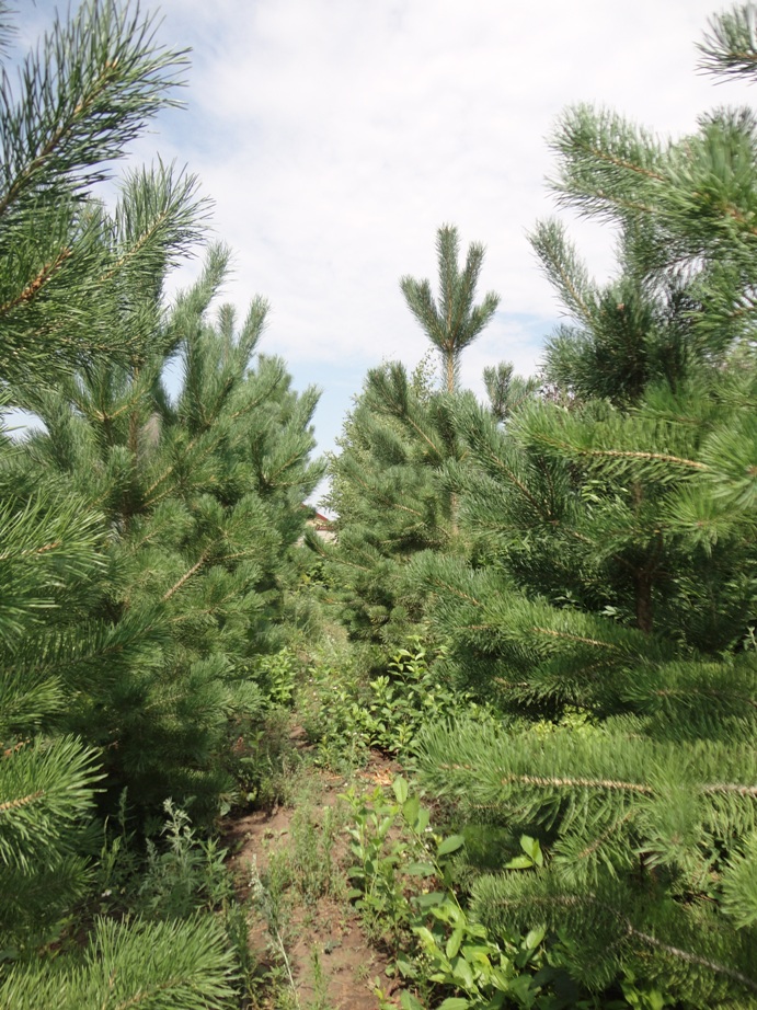 Cultures' Chord by Hindustanka: Dacha is...