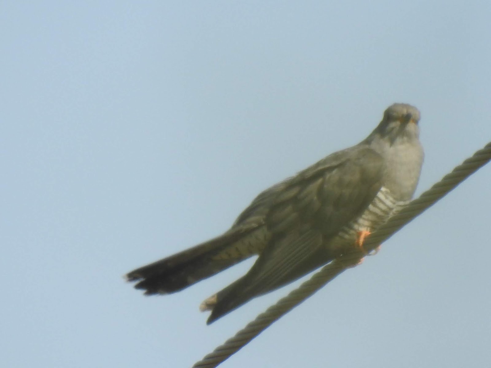 PASARI DIN ROMANIA: CUCUL (2), Cuculus canorus