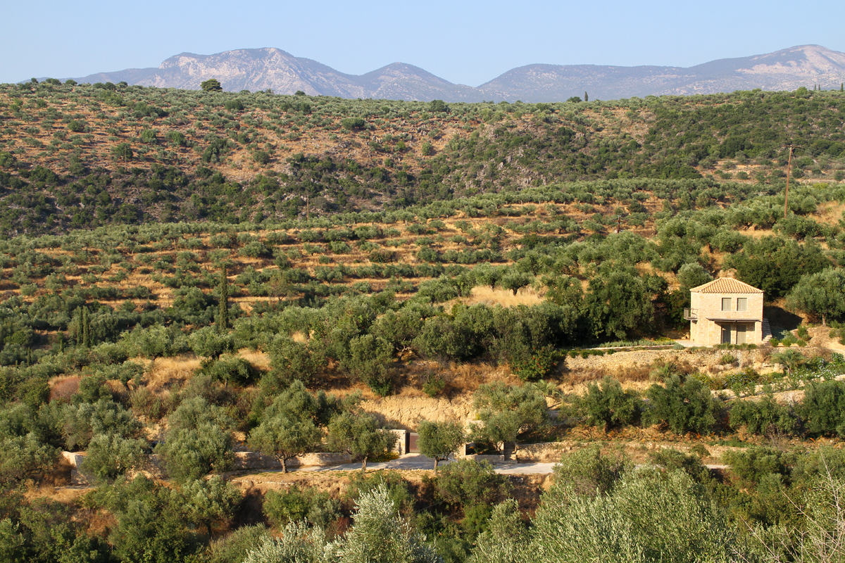 Antiguos OLIVOS del Mediterráneo : GREECE. ELLADA. MESSINIA. METHONI ...