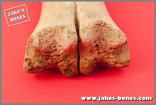 Strange bones #12: the mystery metacarpal : Jake's Bones