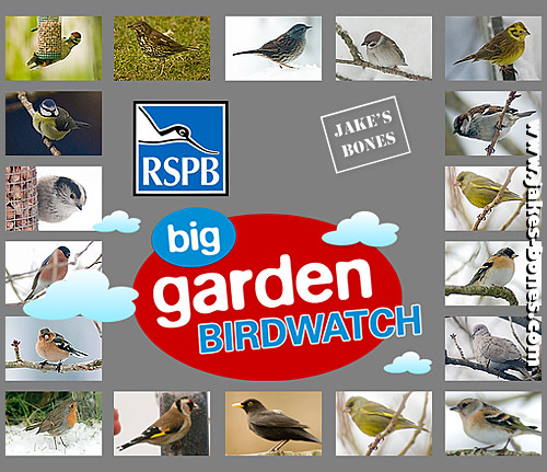 The RSPB Big Garden Birdwatch (with a video !) : Jake's Bones