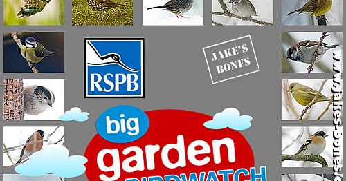 The RSPB Big Garden Birdwatch (with a video !) : Jake's Bones