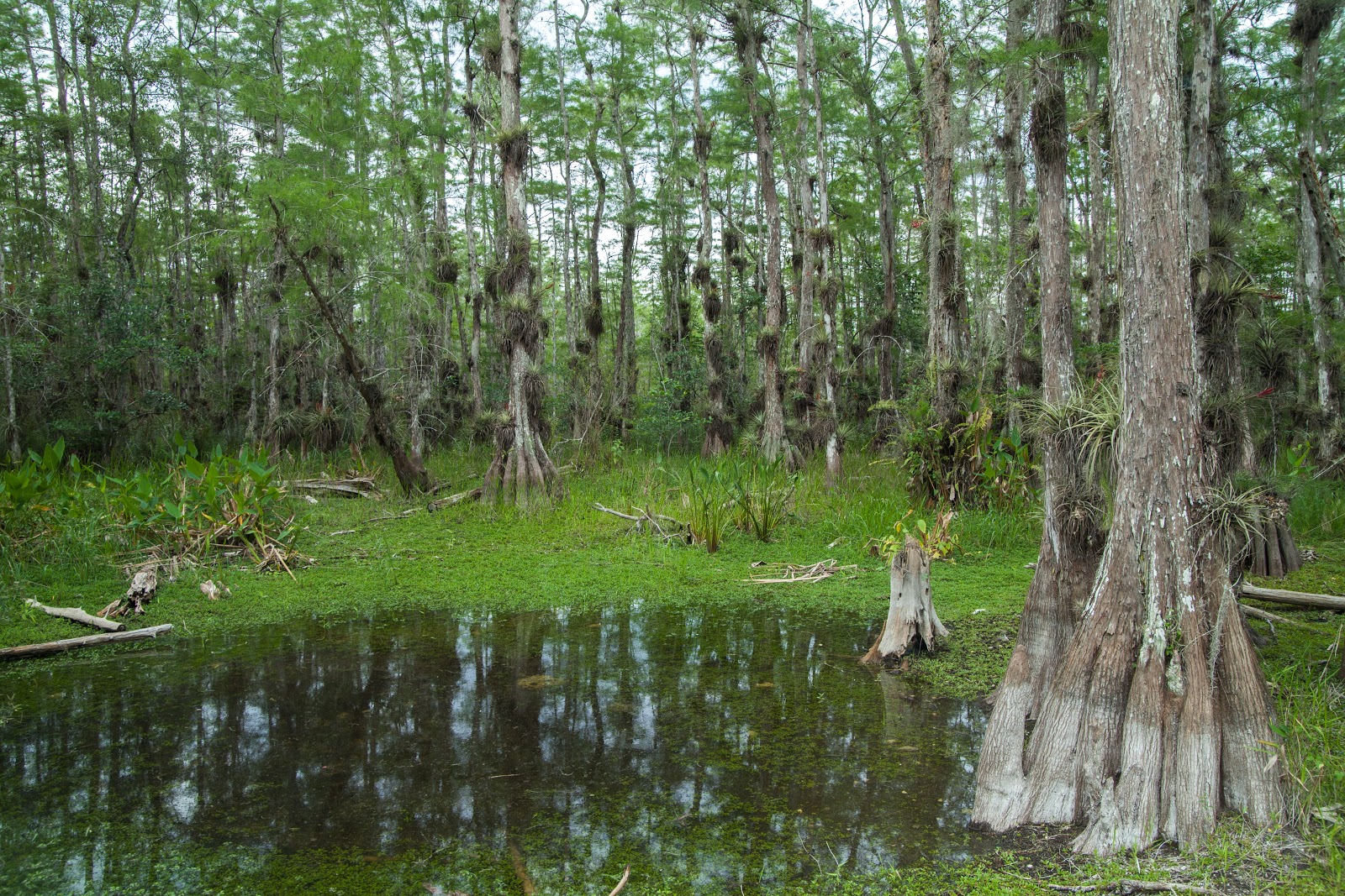 Wet and Wild Swamp Walks in Big Cypress National Preserve - Explore the ...
